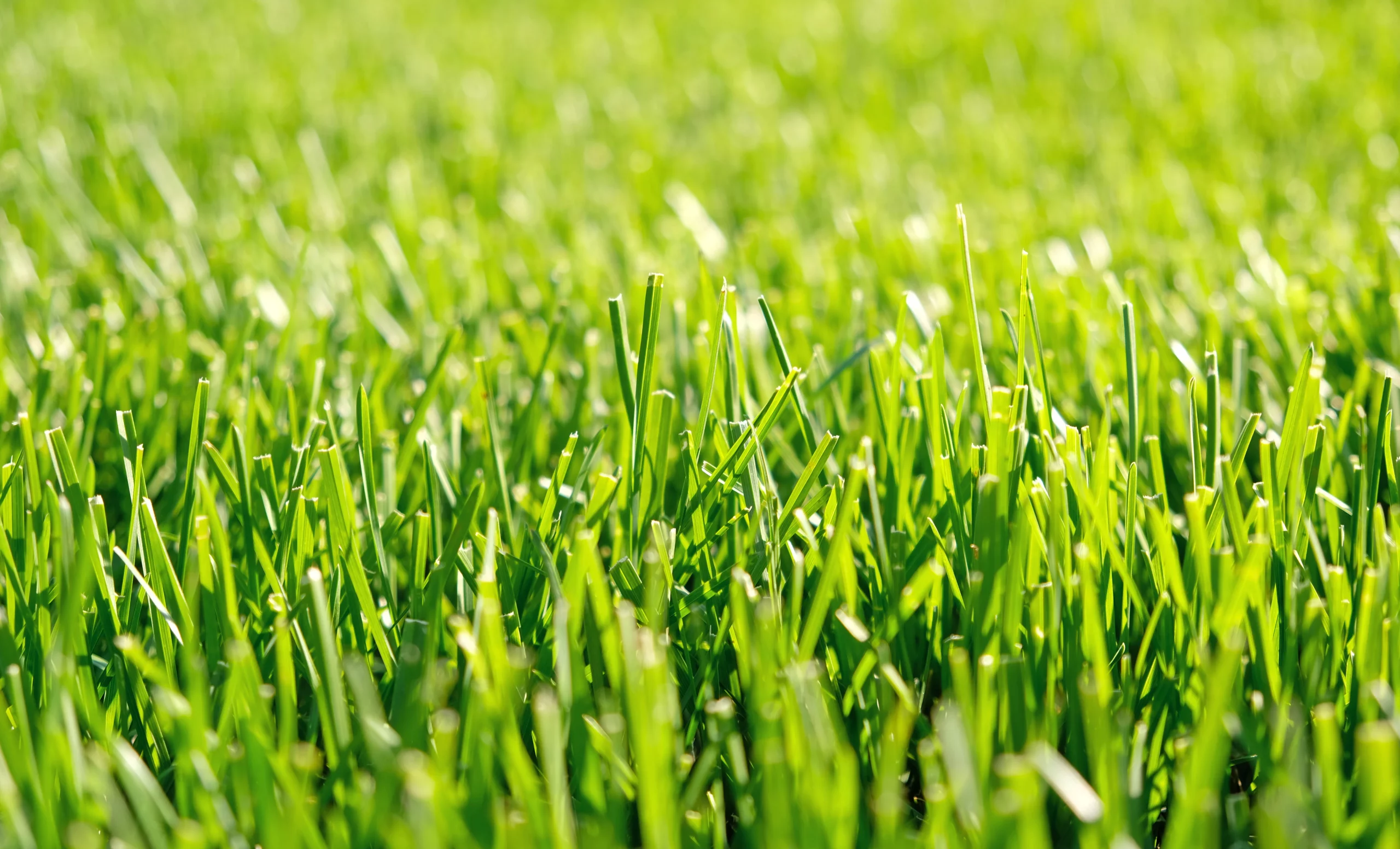 About Us | Green Horizons | Green Horizons